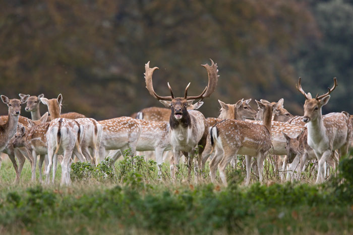 FALLOW DEER - Hunt Adventure Hunting in Poland